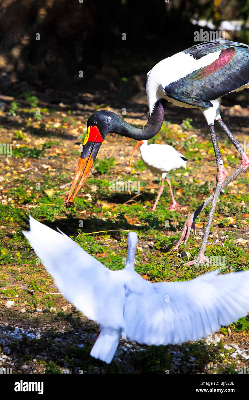 African stork hi-res stock photography and images - Alamy
