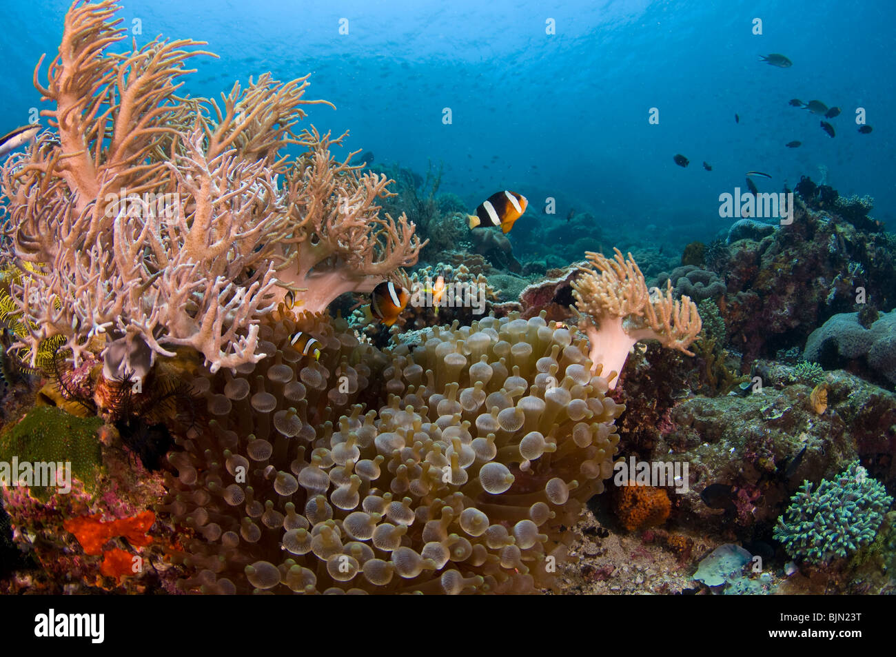 Tropical Fish on Coral Reef, Komodo National Park, Indonesia Stock ...