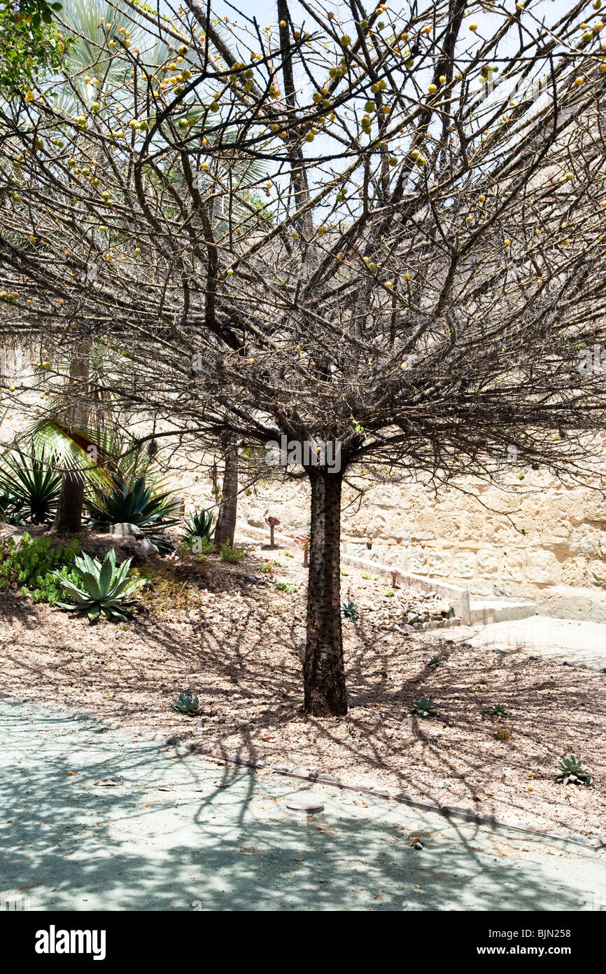 marriage tree bristling with thorns in botanical Garden on grounds of ...