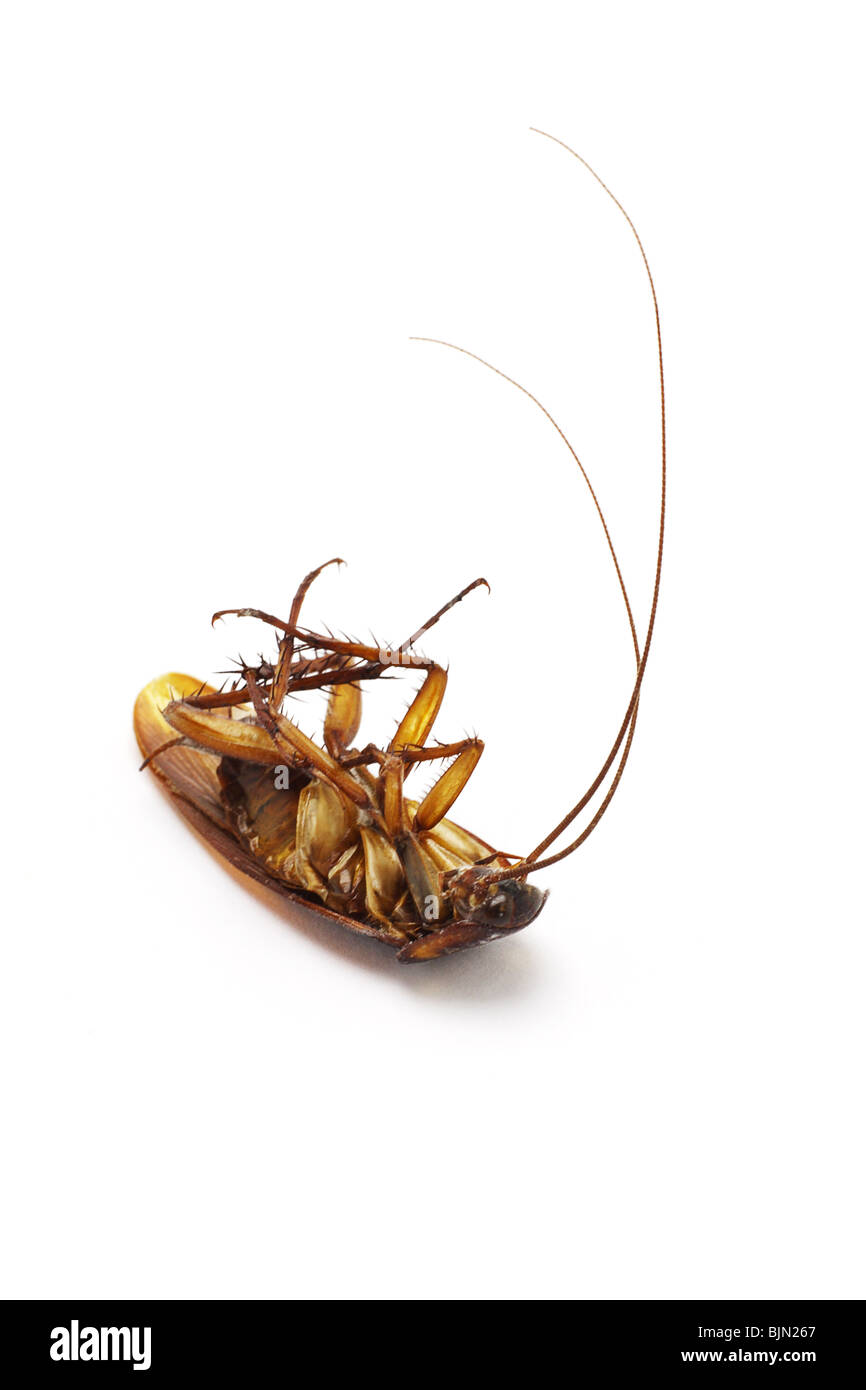 Dead cockroach with long feelers on white background Stock Photo - Alamy