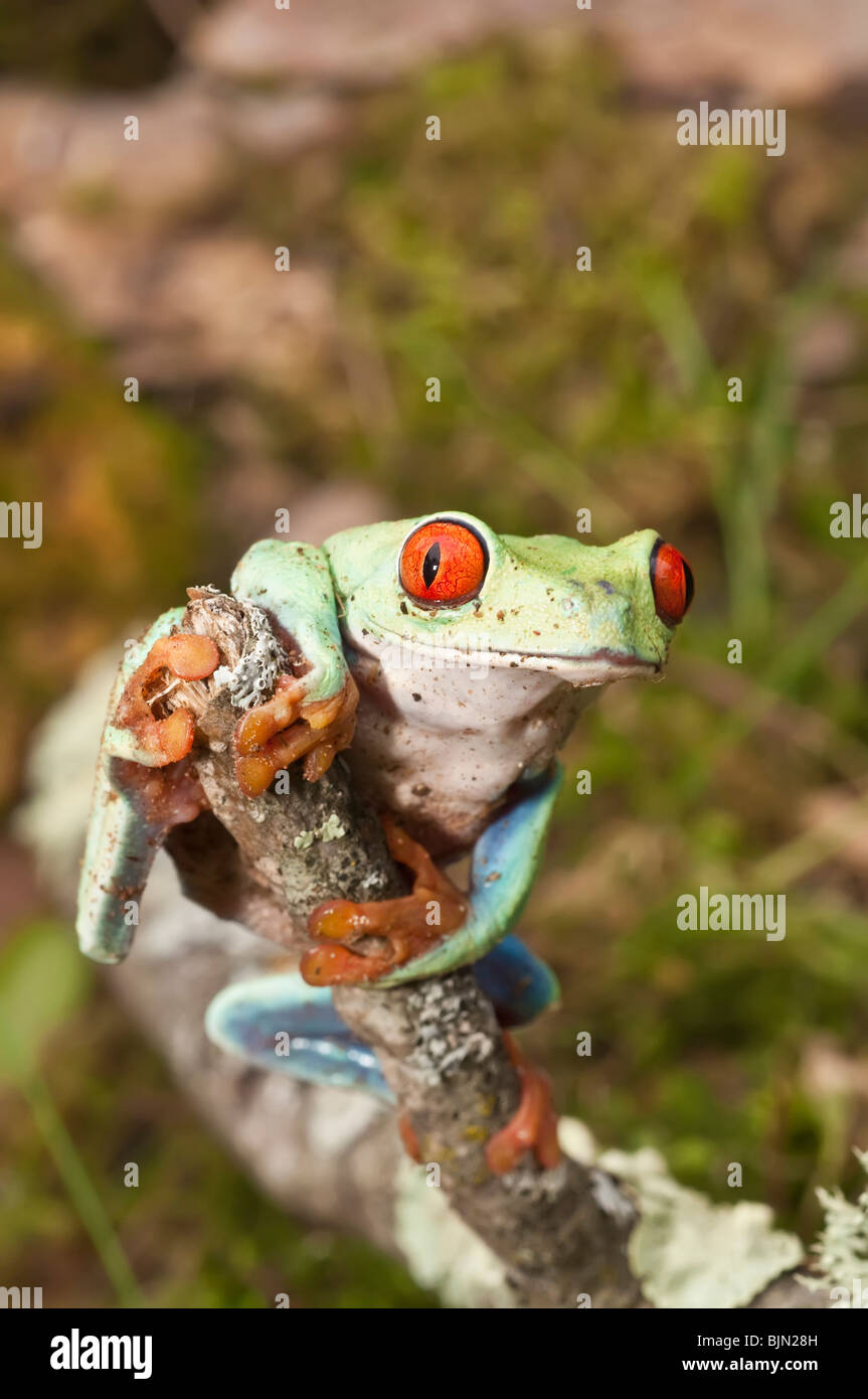 Red-eyed tree frog, Agalychnis callidryas, native to Neotropical ...