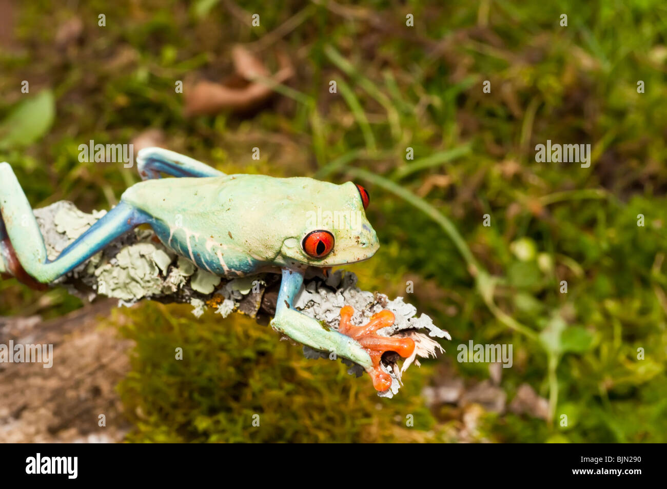 Red-eyed tree frog, Agalychnis callidryas, native to Neotropical ...