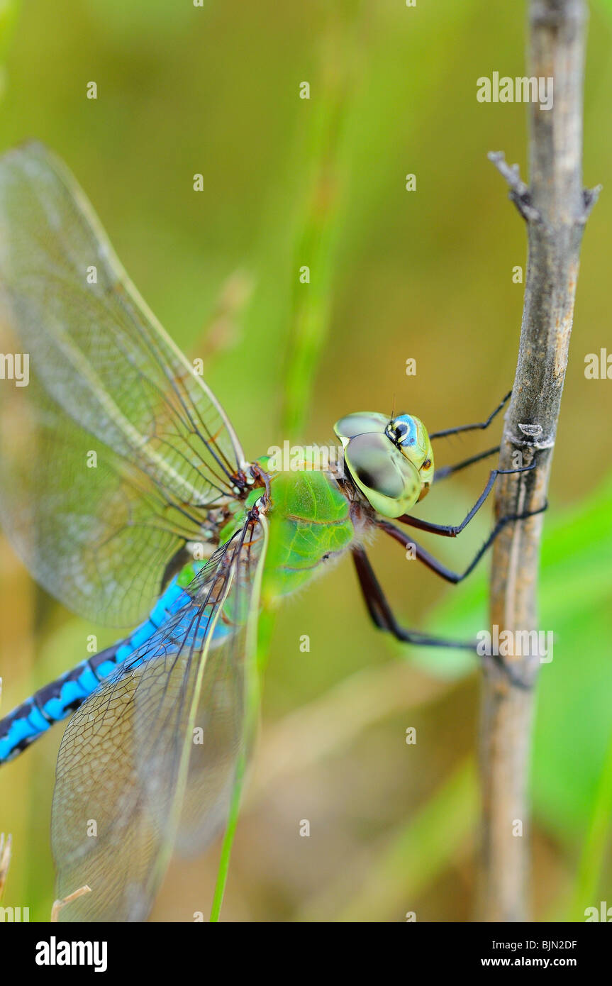 Common Green Darner, Anax junius Stock Photo - Alamy