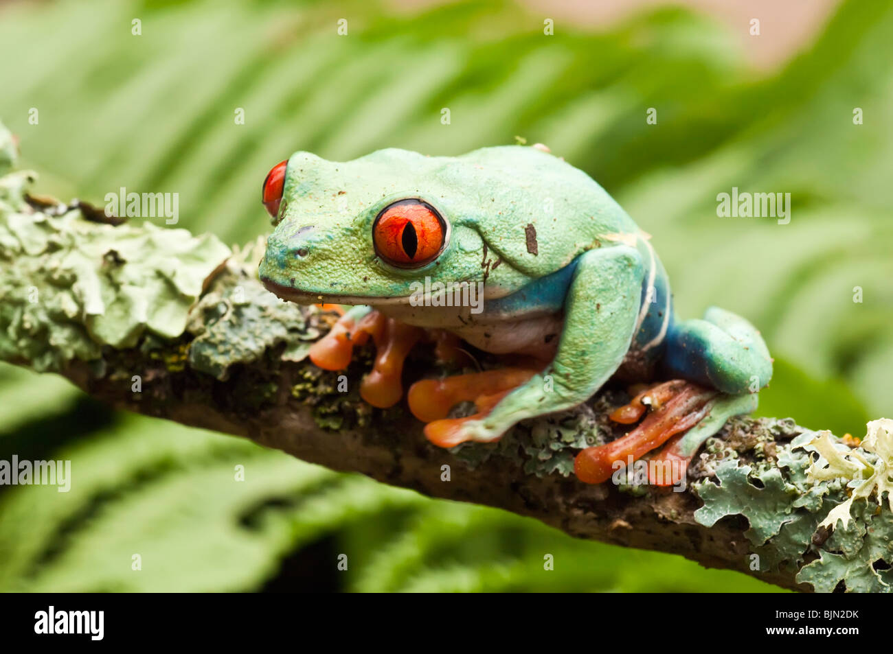 Red-eyed tree frog, Agalychnis callidryas, native to Neotropical ...