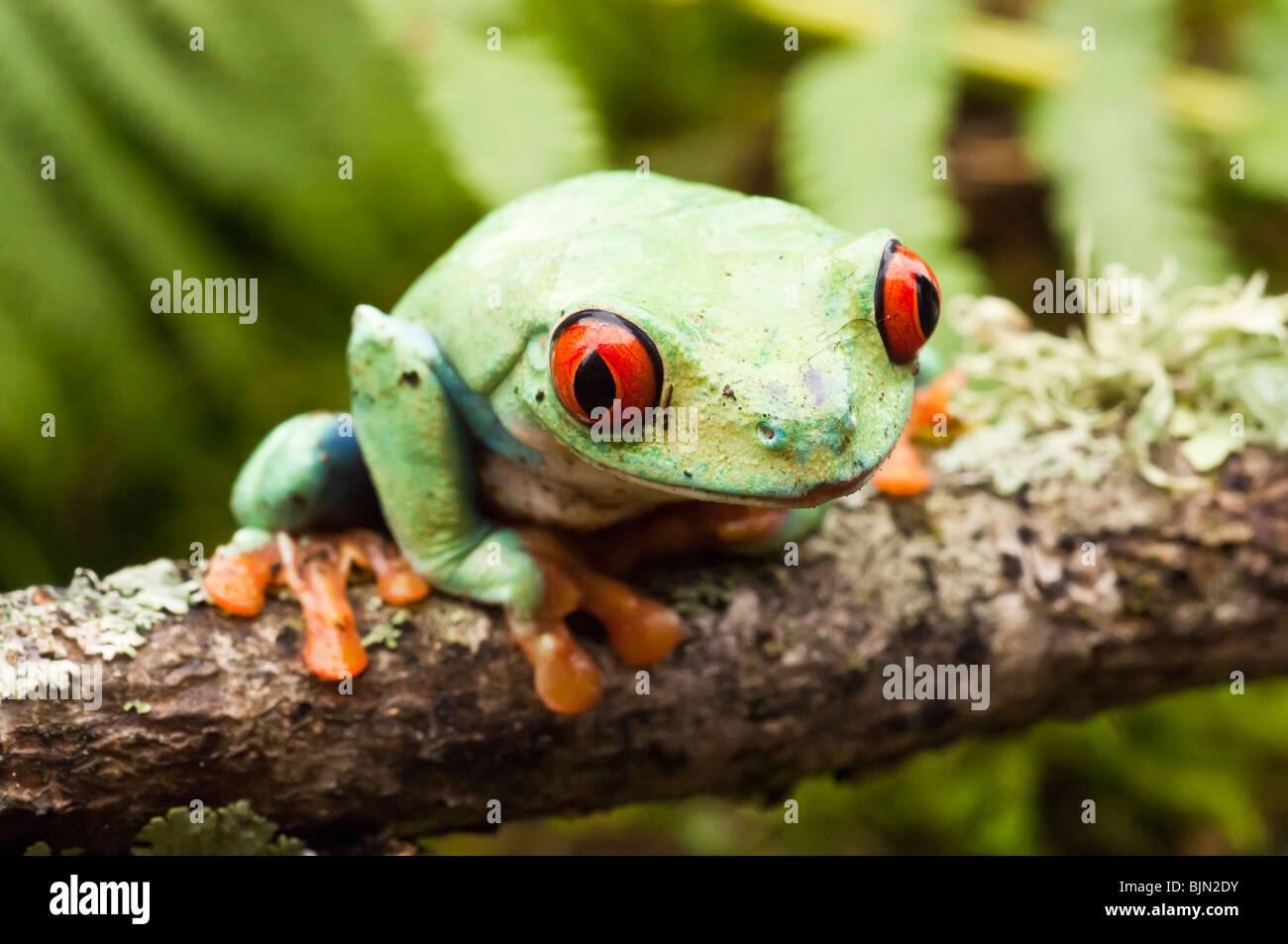 Red-eyed tree frog, Agalychnis callidryas, native to Neotropical ...