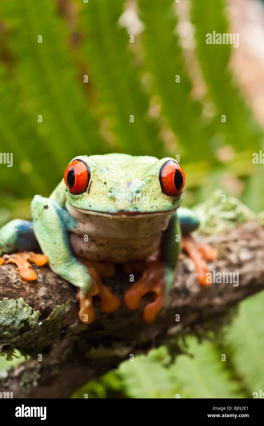 Red-eyed tree frog, Agalychnis callidryas, native to Neotropical ...