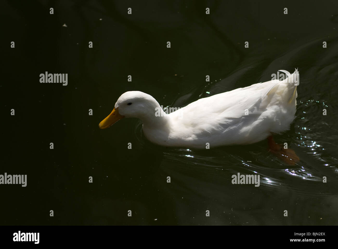 duck in pool Stock Photo - Alamy