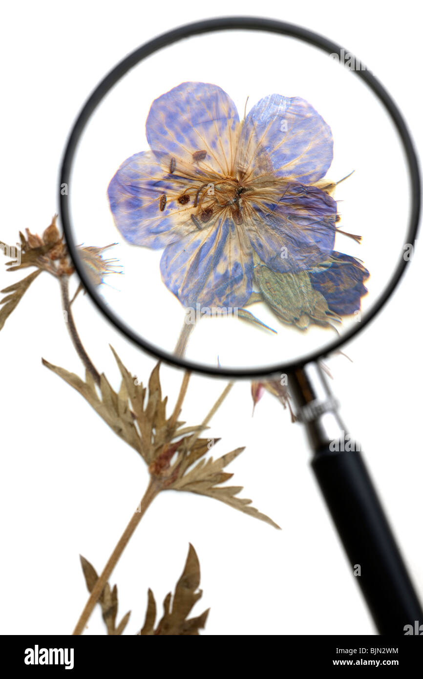 Magnifying glass placed over a pressed "Meadow Cranesbill" Flower Stock ...
