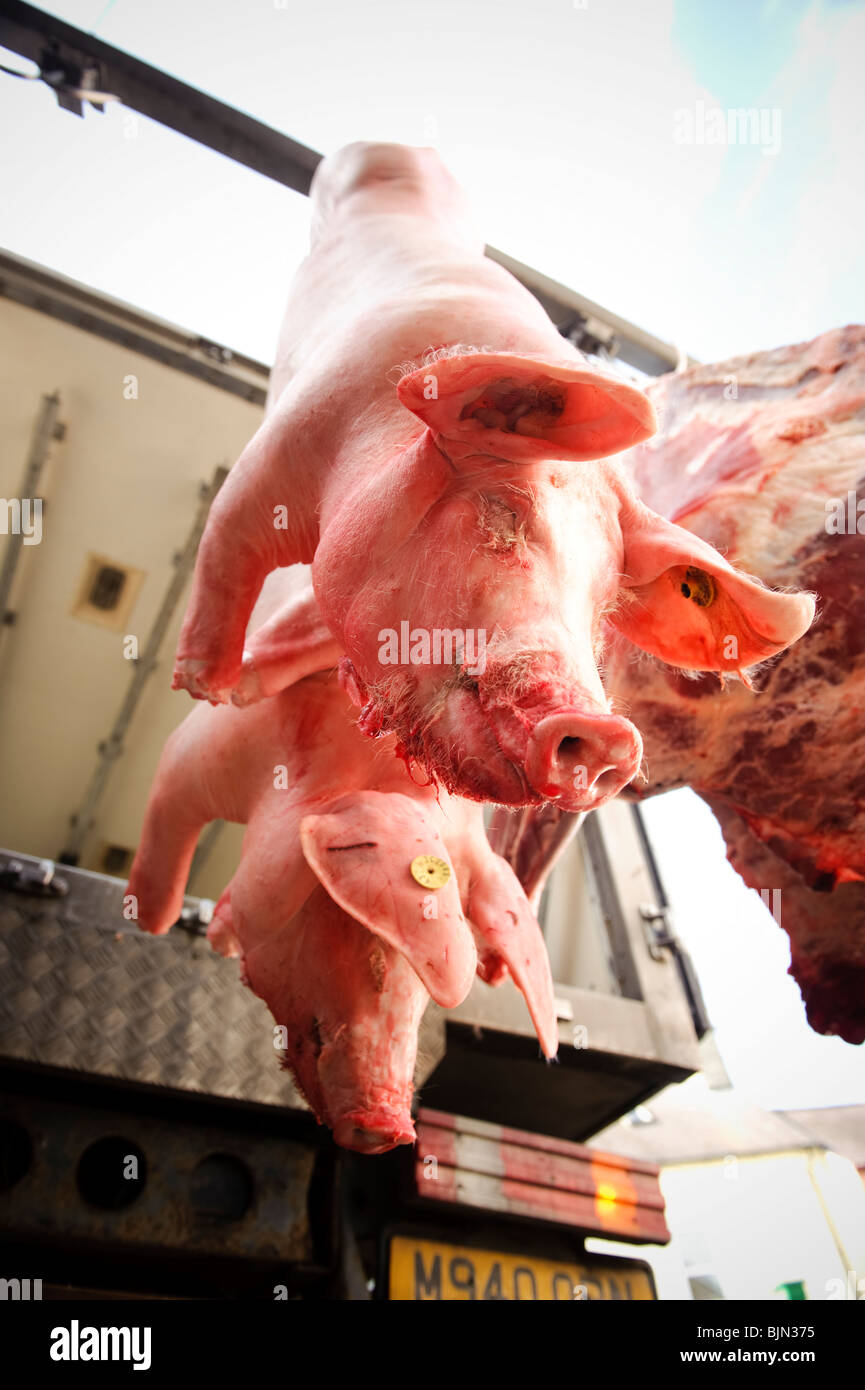 Pig pork meat carcass hi-res stock photography and images - Alamy