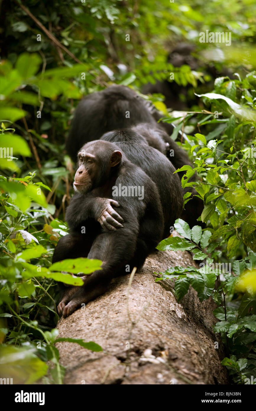 Guinea africa crop hi-res stock photography and images - Alamy