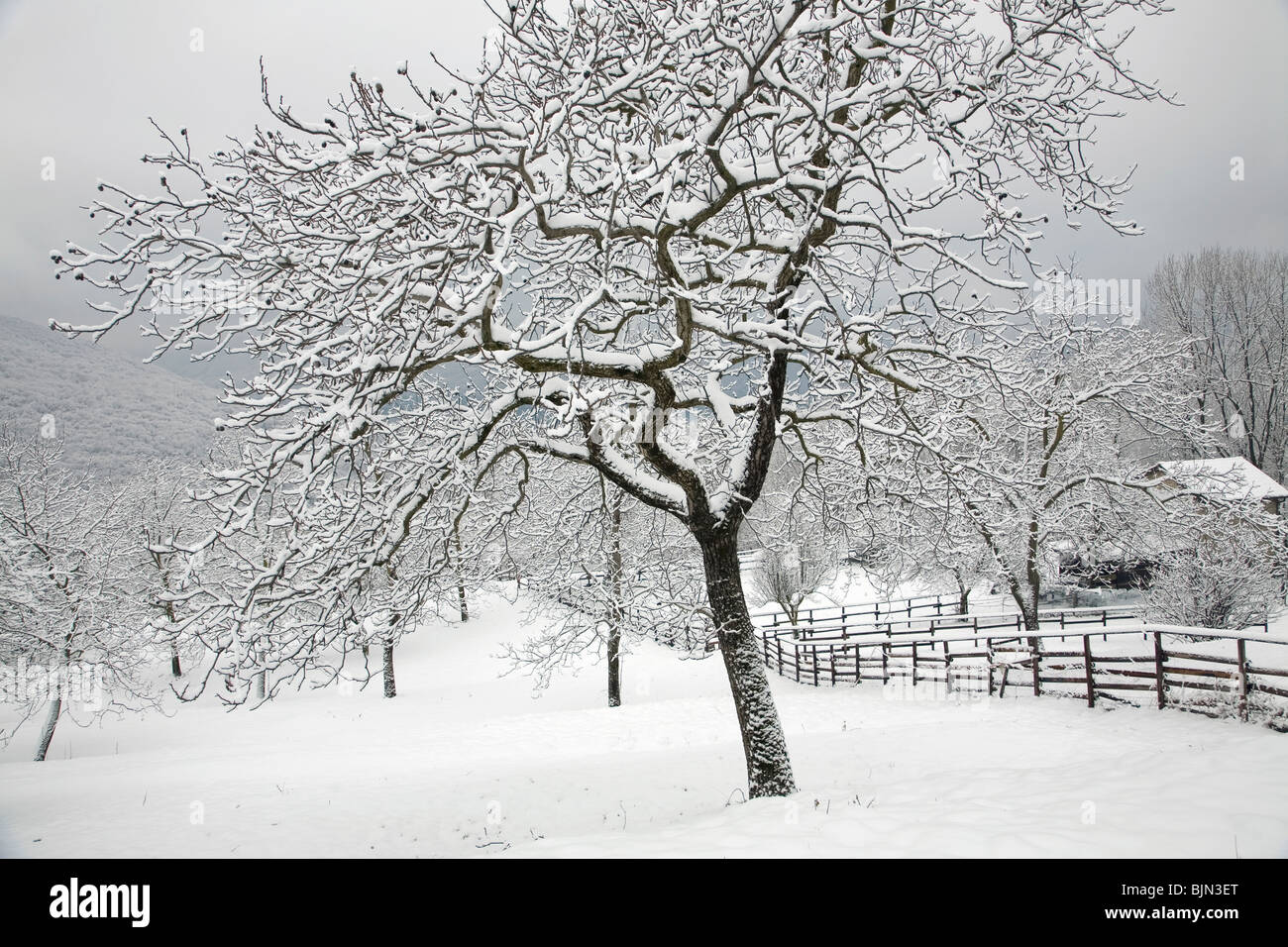 a snow-storm in March leaves all the branches laden with snow in the ...