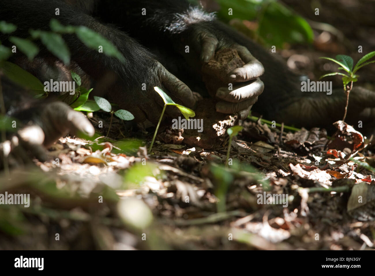 Pele, adolescent male, of the Bossou study group, Guinea cracking nuts ...