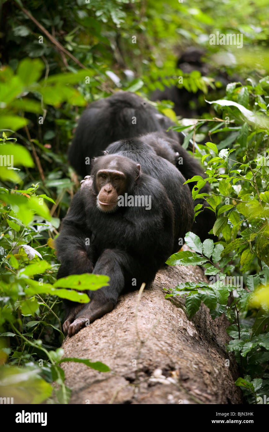 Chimp sitting on log hi-res stock photography and images - Alamy