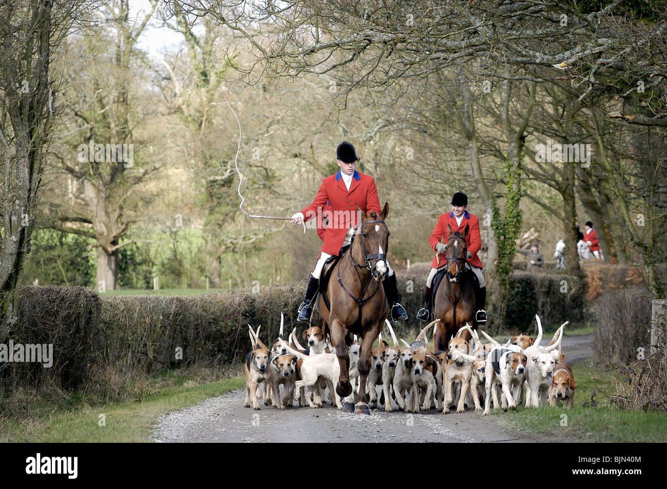 Fox hounds from the Southdown & Eridge Hunt ride out through Chailey ...