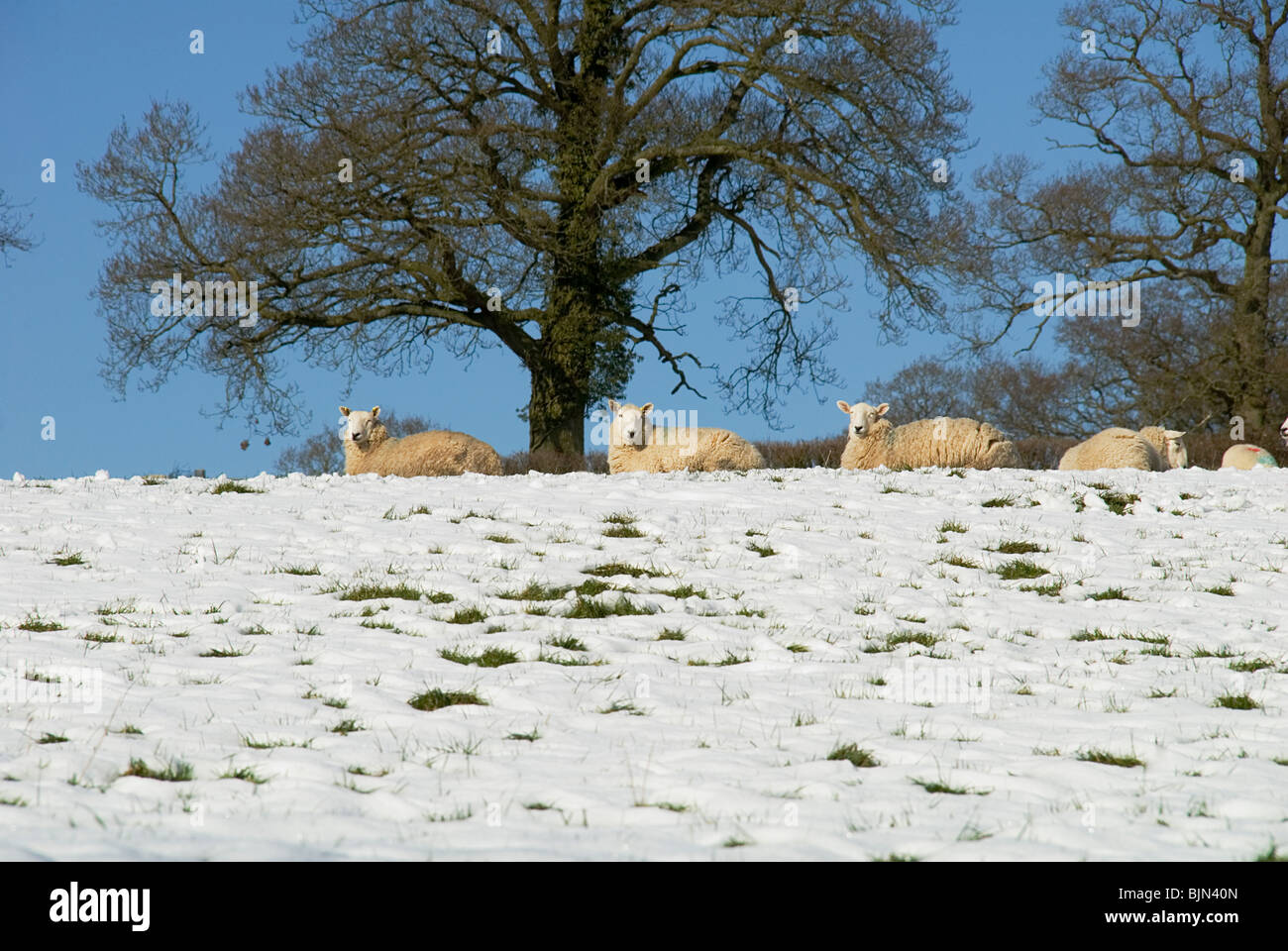 Sheep in Winter scene Stock Photo - Alamy