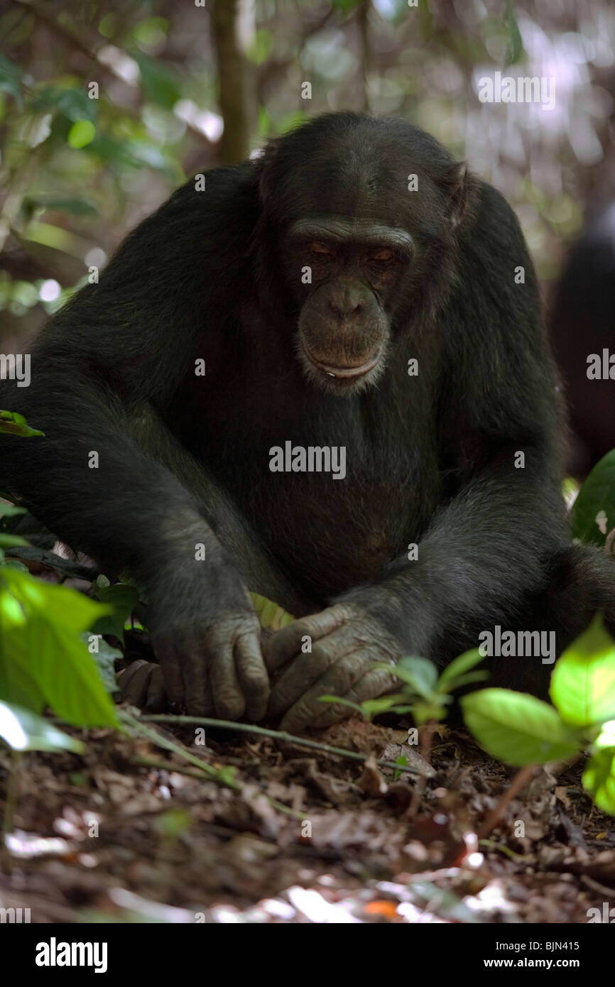 Chimpanzee africa nuts hi-res stock photography and images - Alamy