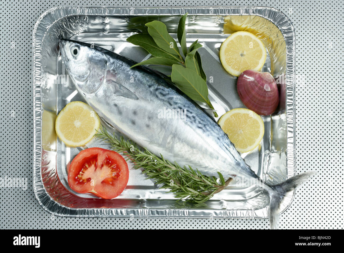 Euthynnus alletteratus, called false albacore from Mediterranean sea ...