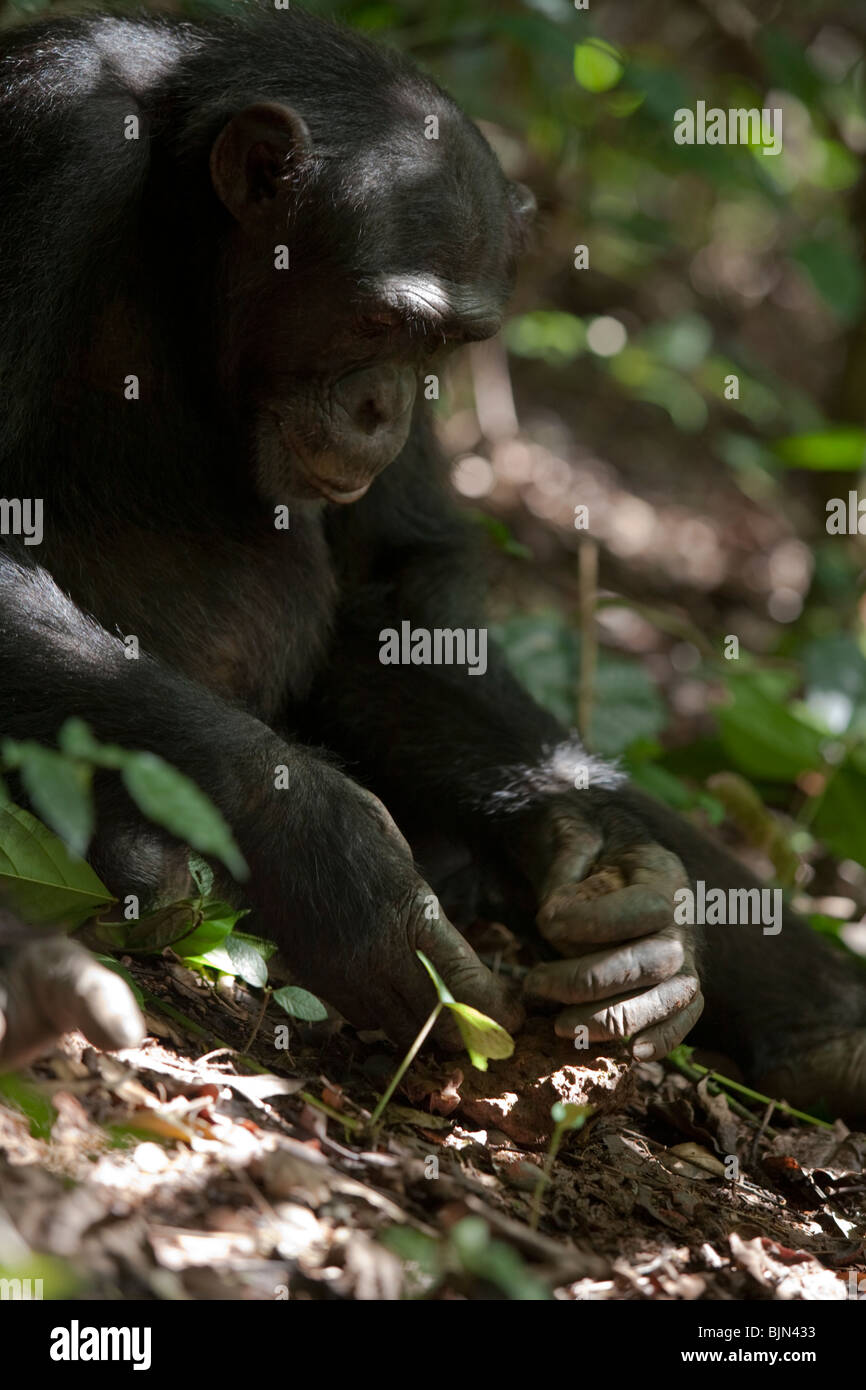Pele, adolescent male, of the Bossou study group, Guinea cracking nuts ...