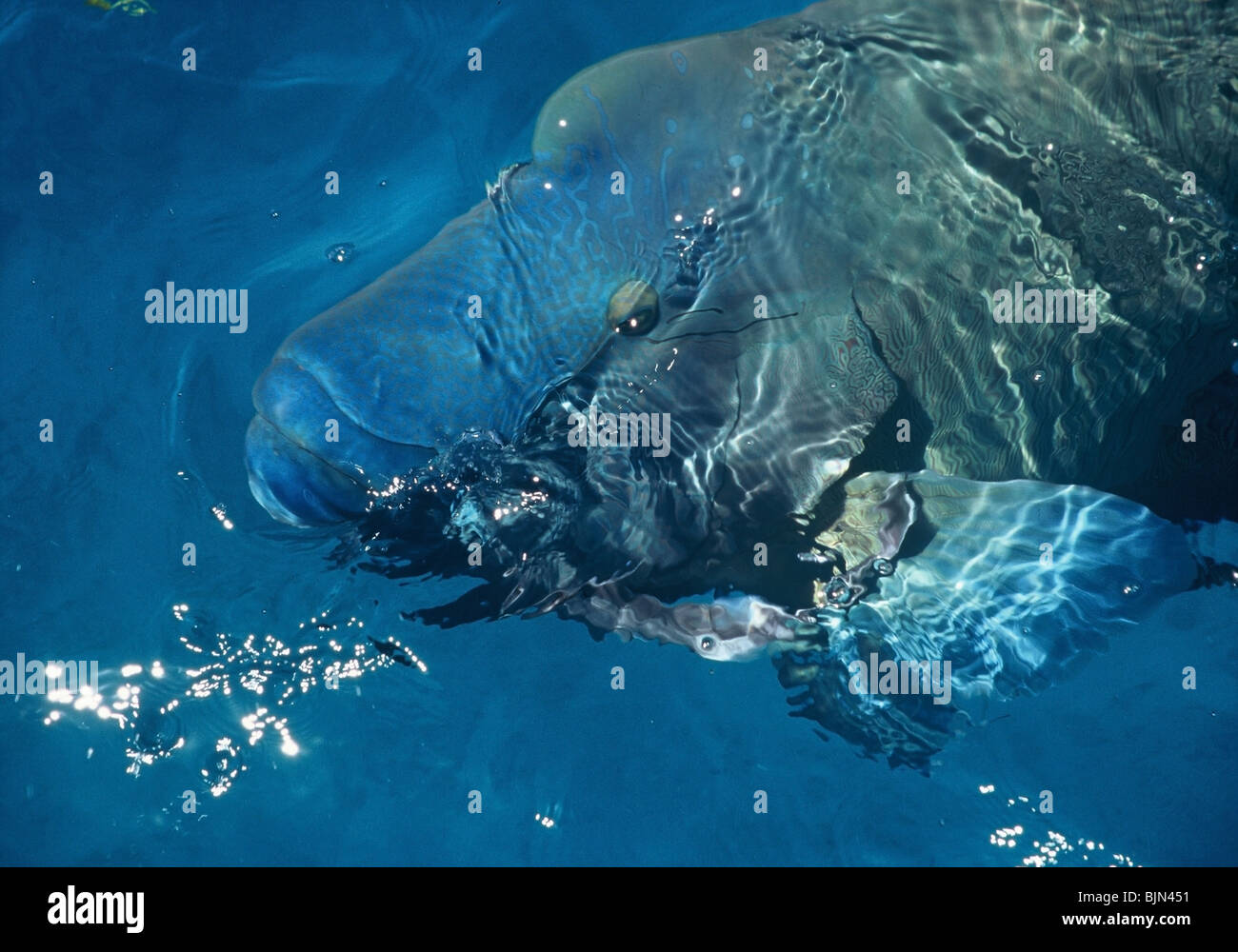 The Double-headed Parrotfish can be recognised by the distinct hump on ...