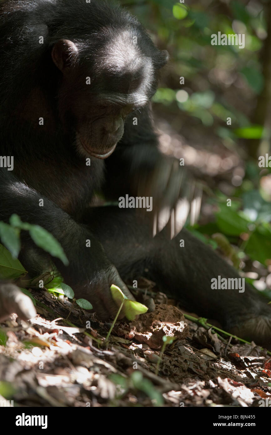 Chimp stone nut hi-res stock photography and images - Alamy