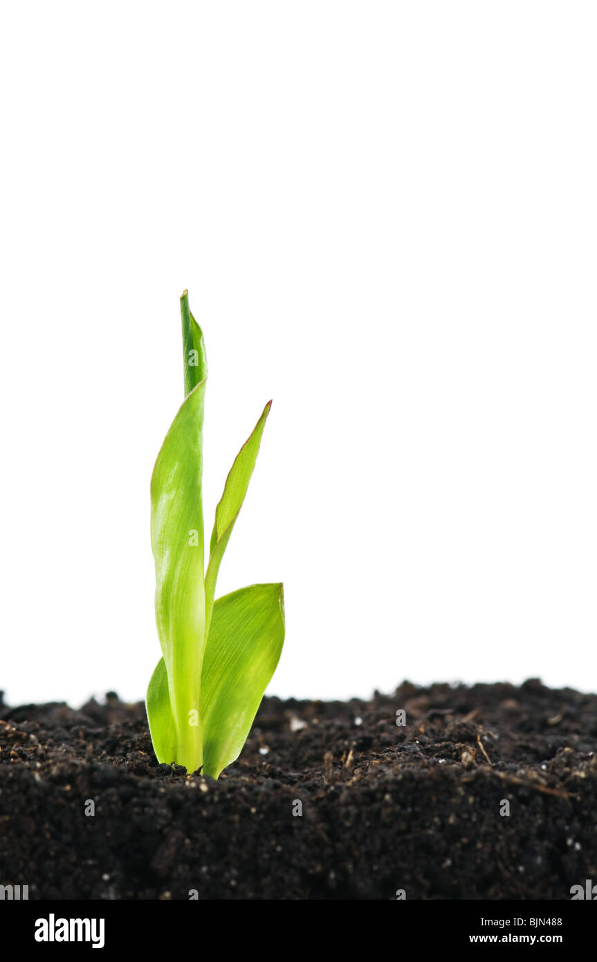 small corn in dirt isolated Stock Photo - Alamy