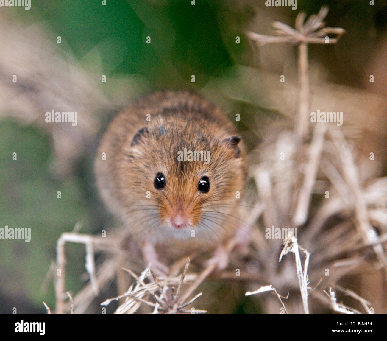Harvest Mouse ( micromys minutus Stock Photo - Alamy