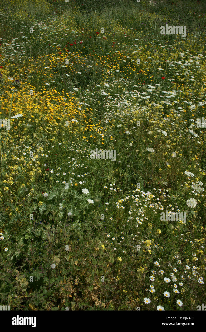 wild flowers in the Galilee area of Israel Stock Photo - Alamy