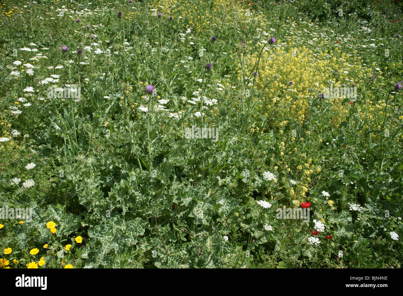 wild flowers in the Galilee area of Israel Stock Photo - Alamy