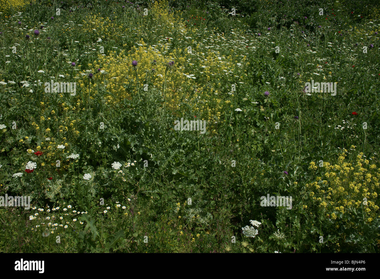 wild flowers in the Galilee area of Israel Stock Photo - Alamy