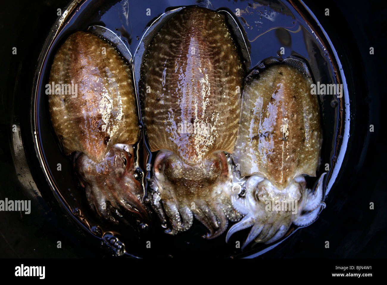 Cuttlefish squid over black water background, mediterranean Stock Photo ...