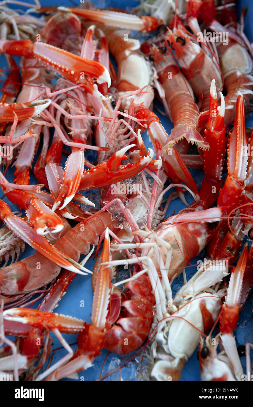 Mediterranean crustacean, Nephrops Norvegicus in red and white Stock ...