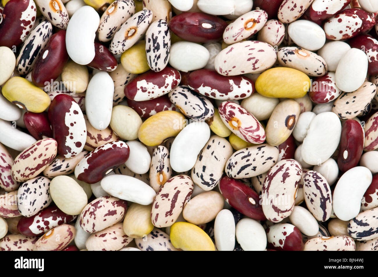 varicoloured kidney bean close up Stock Photo - Alamy