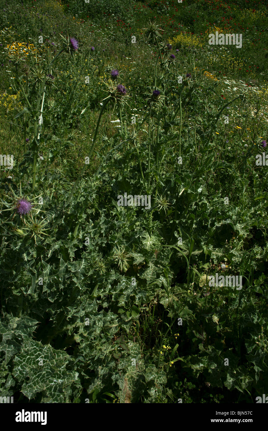 wild flowers in the Galilee area of Israel Stock Photo - Alamy