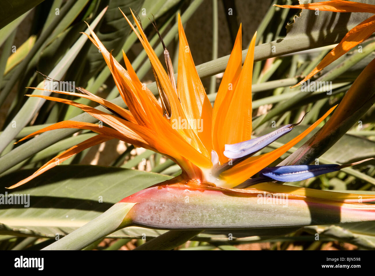 An orange colored Bird of Paradise flower Stock Photo - Alamy