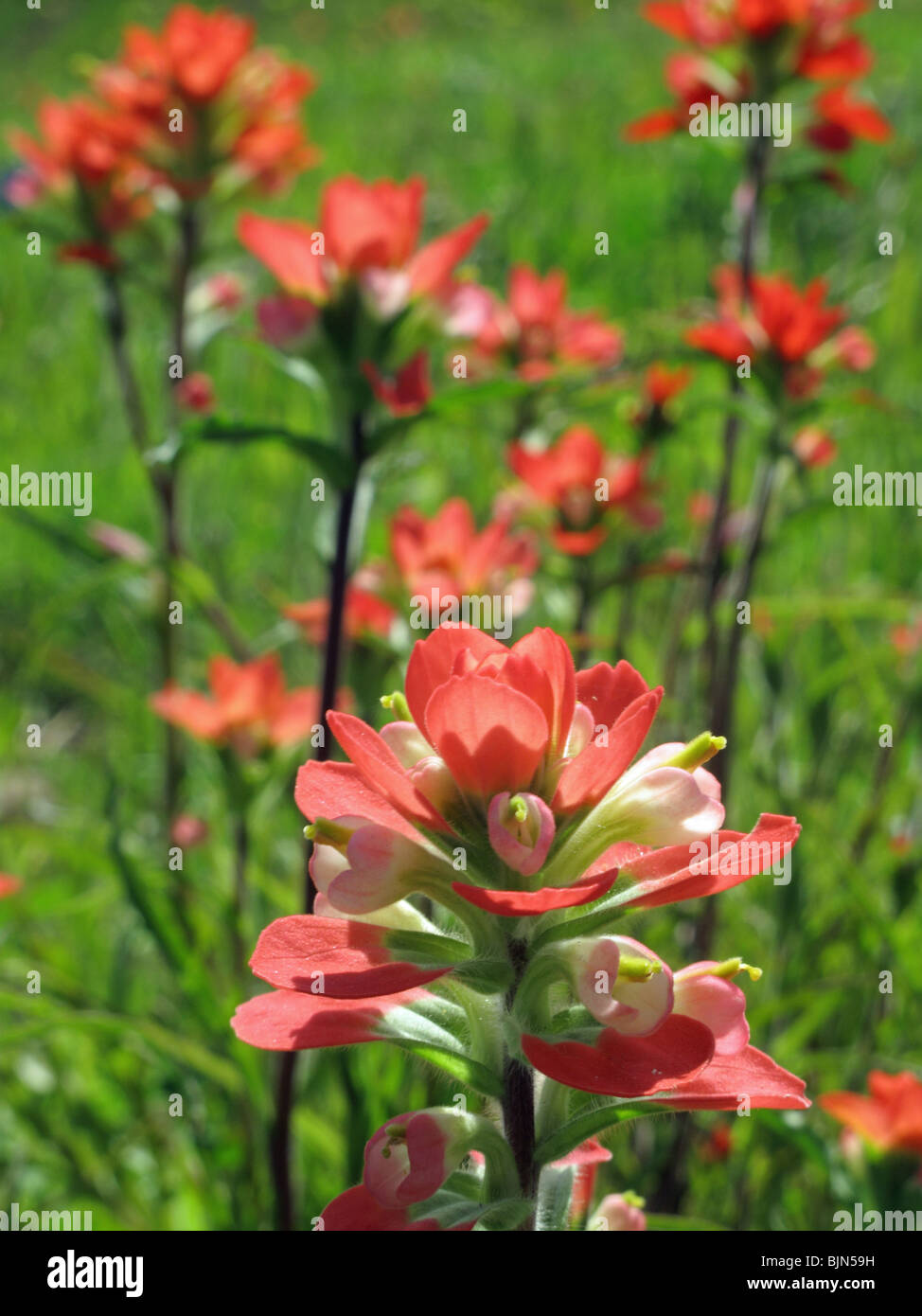Castilleja indivisa Entireleaf indian paintbrush Stock Photo - Alamy