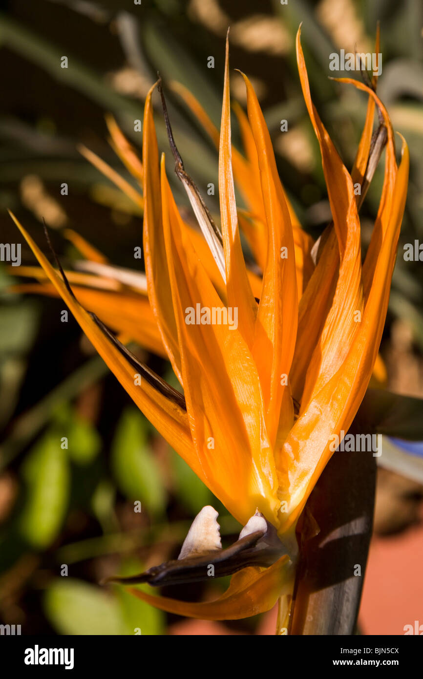 An orange colored Bird of Paradise flower Stock Photo - Alamy