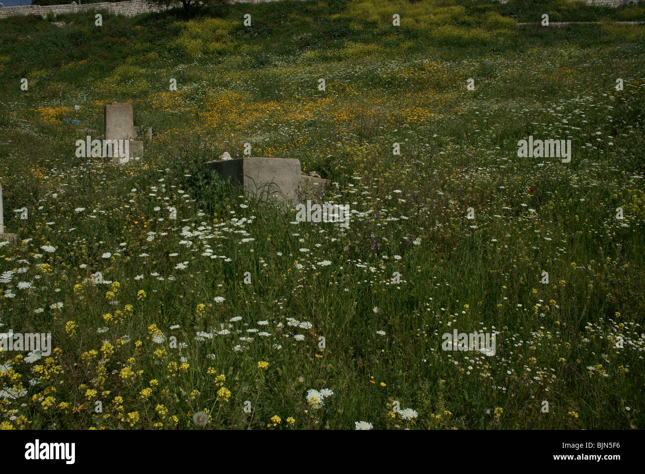 wild flowers in the Galilee area of Israel Stock Photo - Alamy