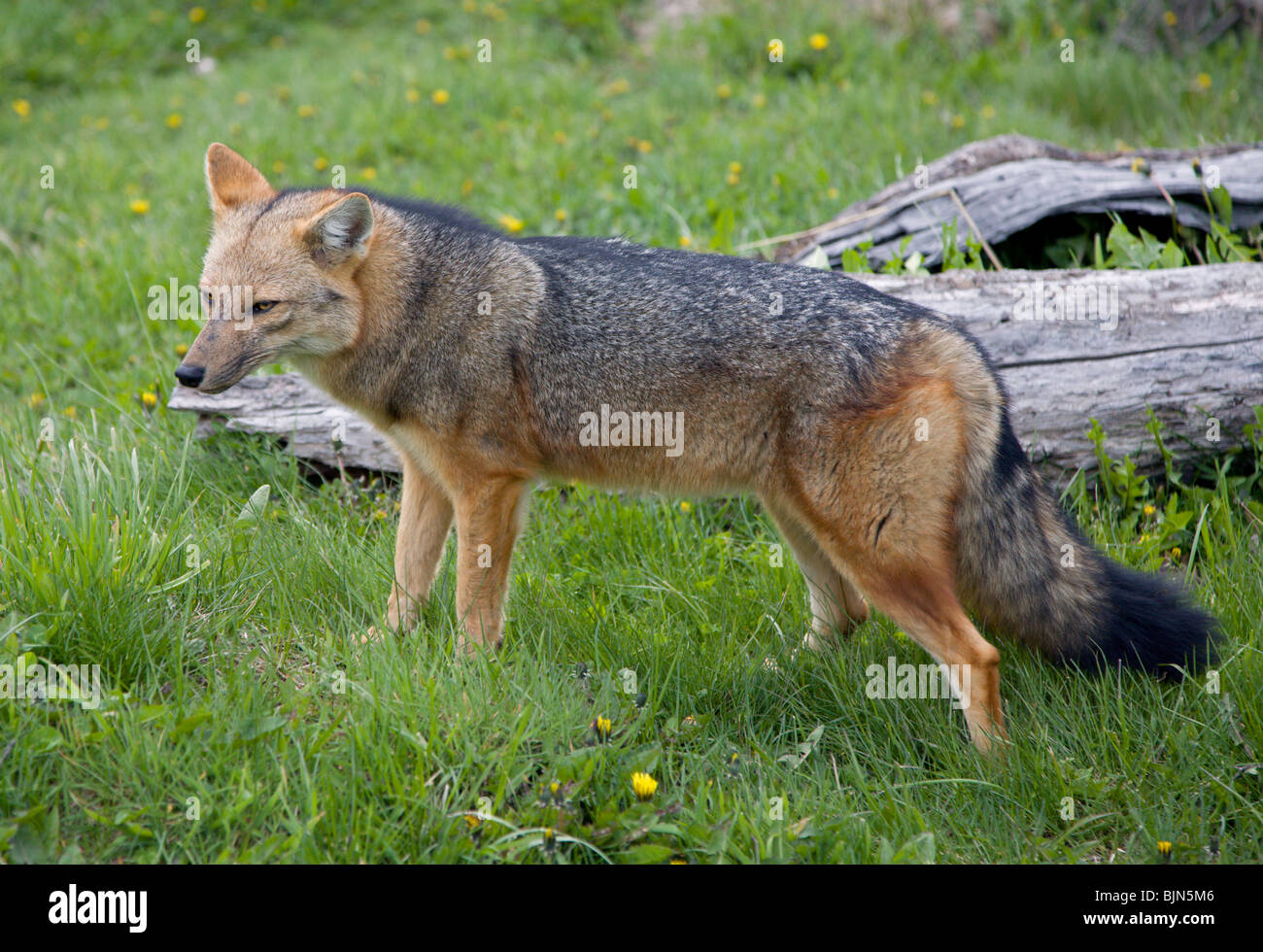 Patagonian Fox (pseudalopex culpaeus), Patagonia, Chile Stock Photo - Alamy