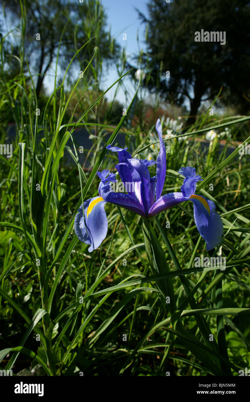 wild flowers in the Galilee area of Israel Stock Photo - Alamy