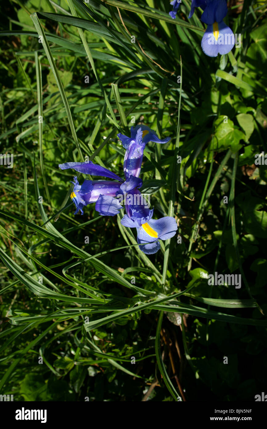 wild flowers in the Galilee area of Israel Stock Photo - Alamy