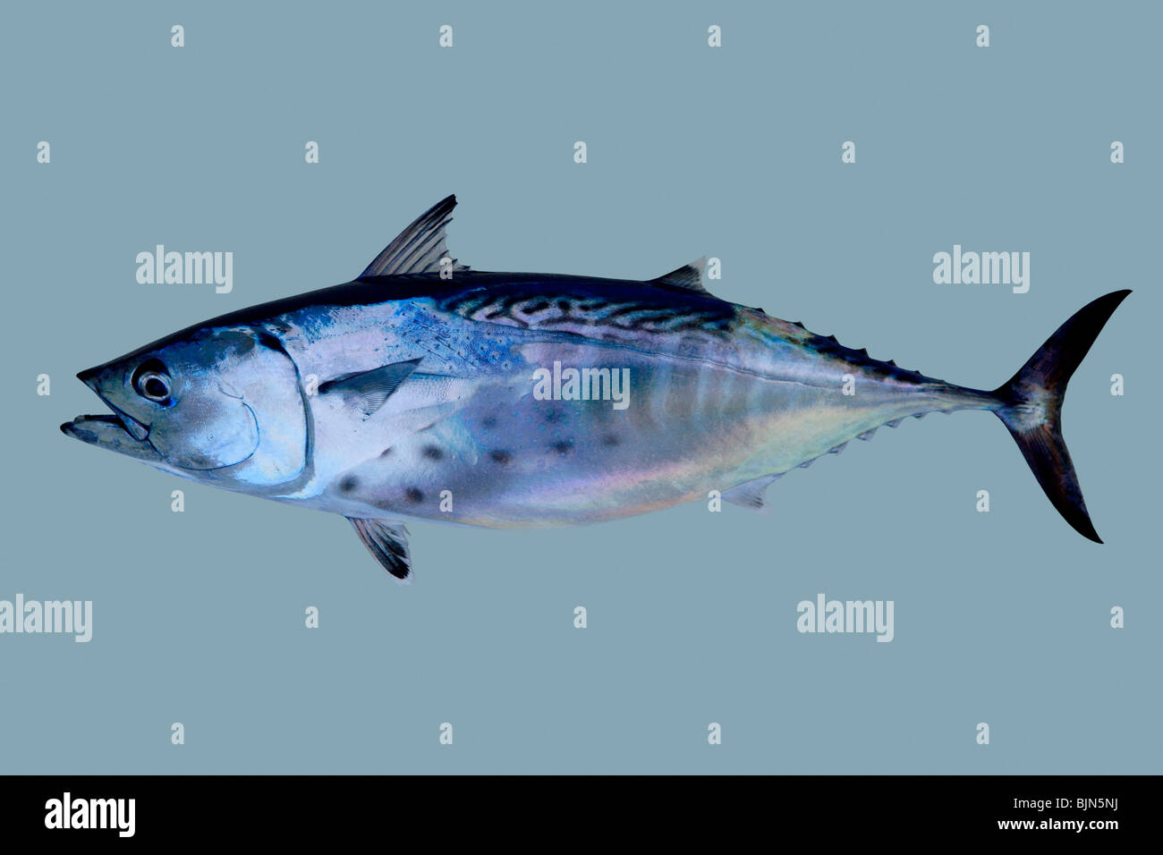 Little tunny catch tuna fish Atlantic seafood Stock Photo - Alamy