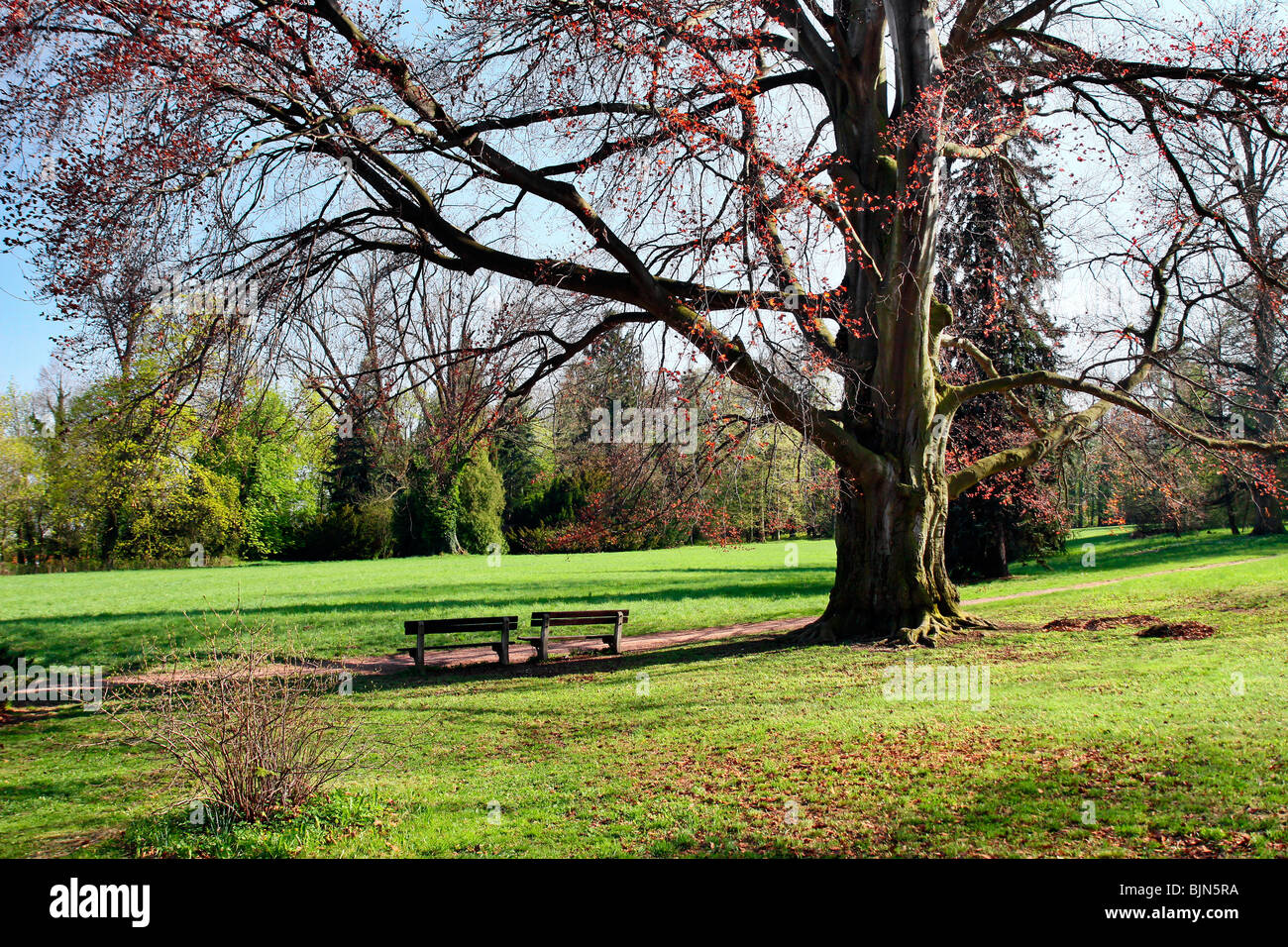 place for relaxation, green park in spring with stately beech tree ...
