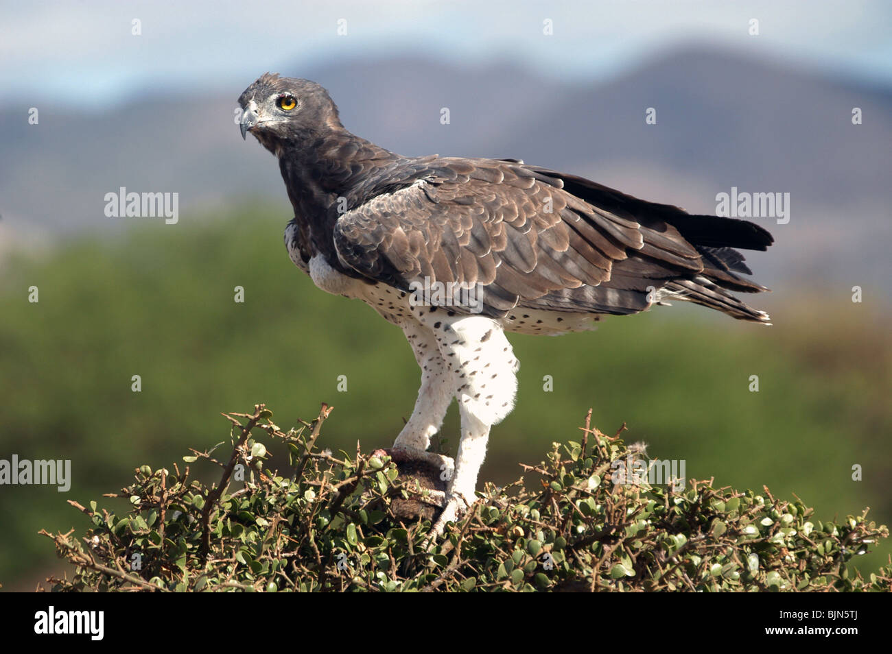 Martial Eagle Wingspan