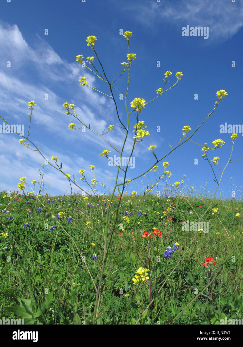 Field Field of wildflowers under blue sky showing invasive common giant ...
