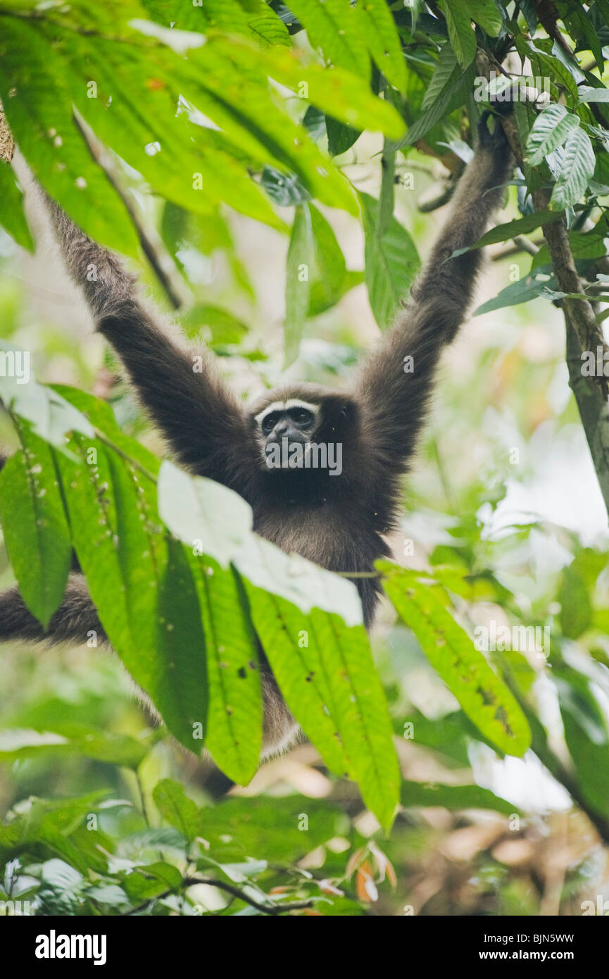 Hoolock Gibbon High Resolution Stock Photography and Images - Alamy