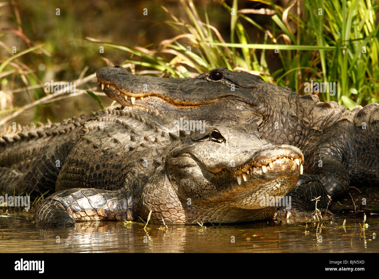 American alligators hi-res stock photography and images - Alamy