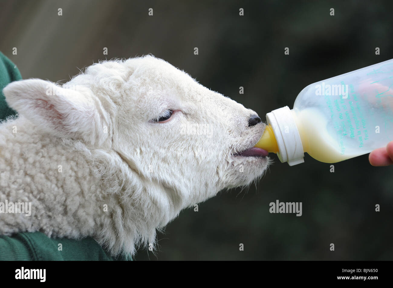 Lamb feed hi-res stock photography and images - Alamy