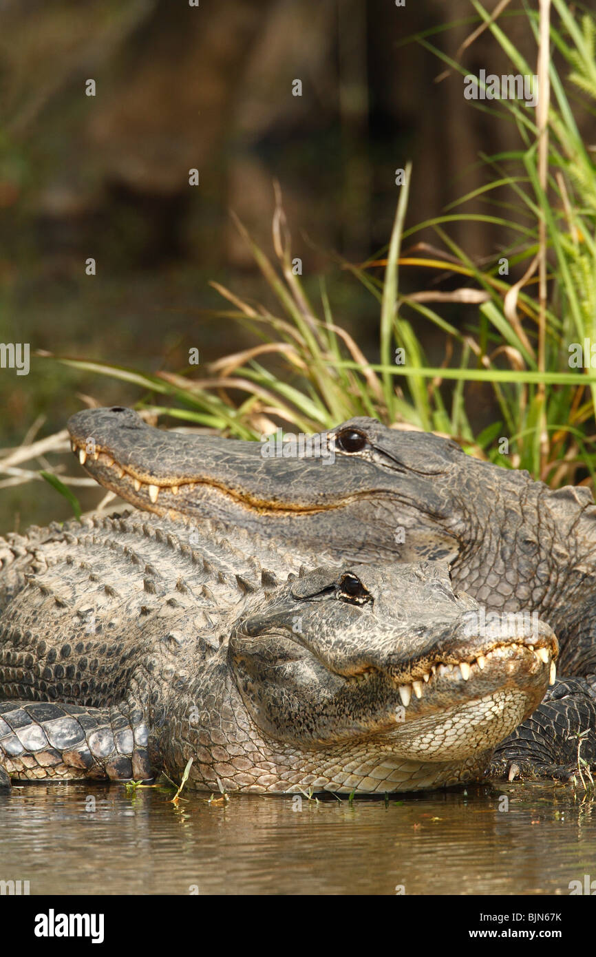 Alligators alligator mississippiensis hi-res stock photography and ...