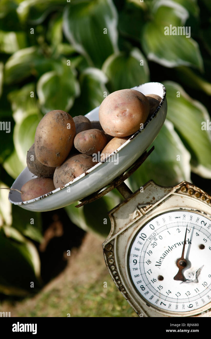 Scales and vegetables hi-res stock photography and images - Alamy