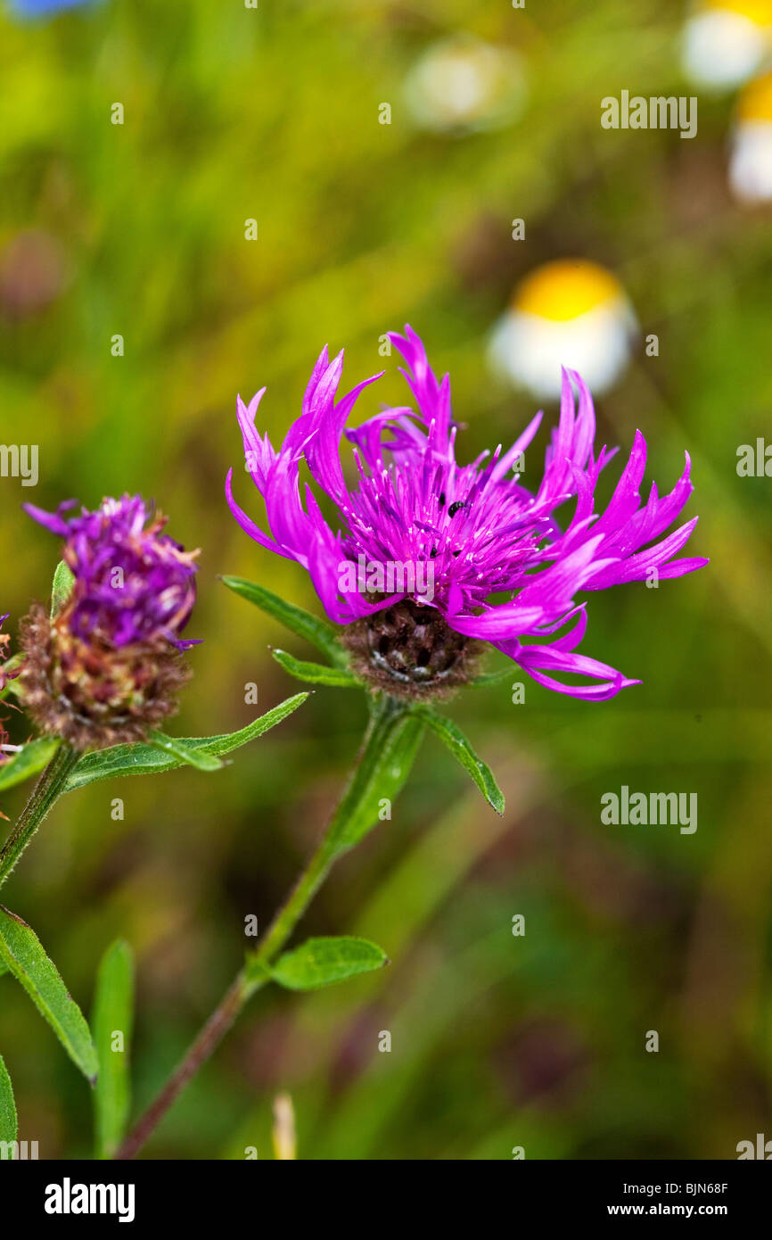 Old hay meadow wildflowers Greater Knapweed Centaurea scabiosa Stock ...